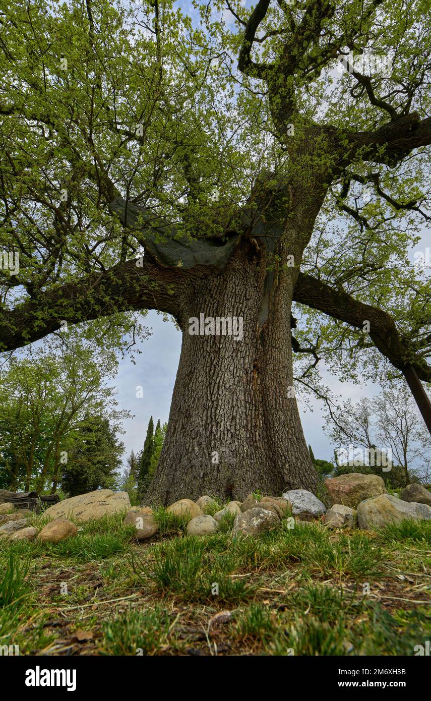 The famous secular Checche Oak Tree in Tuscany Stock Photo - Alamy