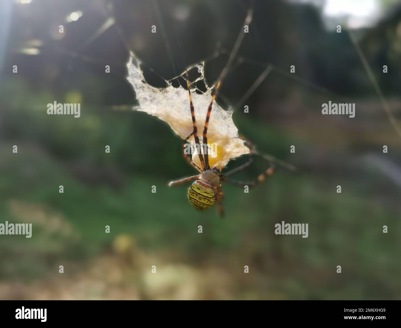 Hanging egg sac hi-res stock photography and images - Alamy