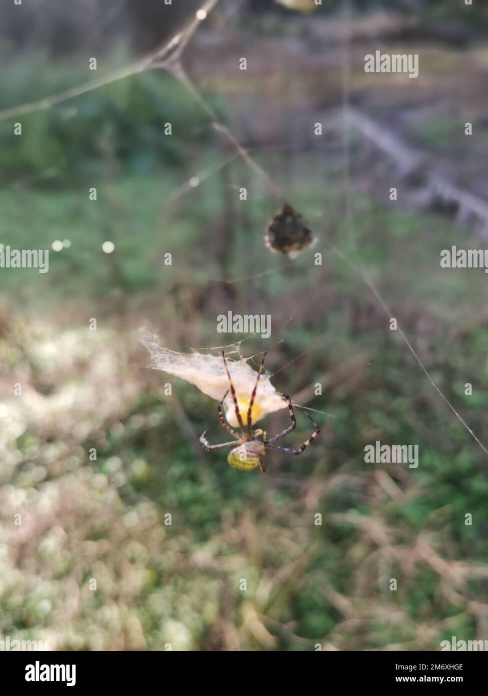 Yellow garden spider and the egg sac hanging on the web Stock Photo - Alamy