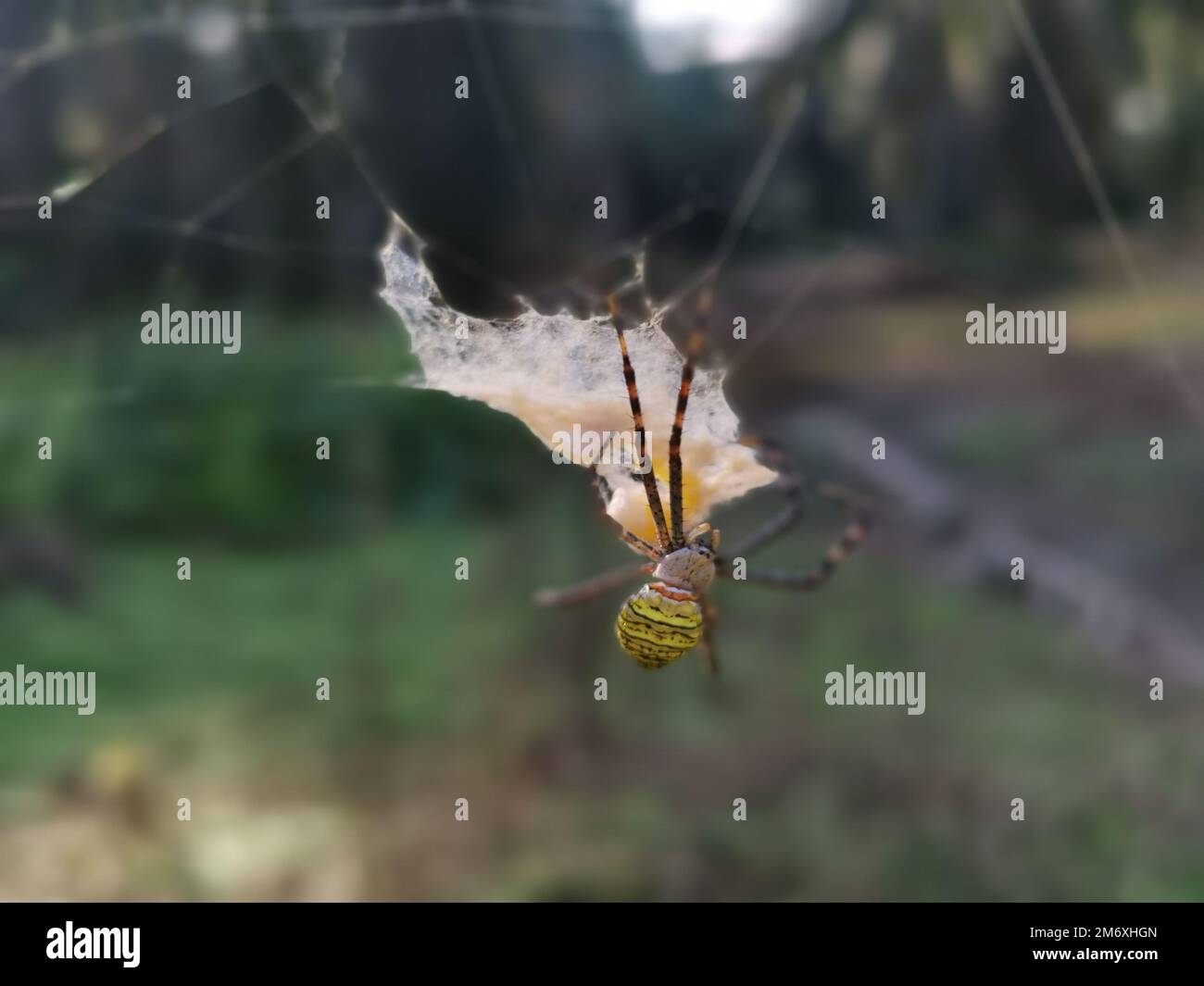 Hanging egg sac hi-res stock photography and images - Alamy