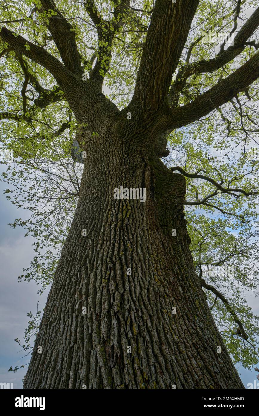 The famous secular Checche Oak Tree in Tuscany Stock Photo - Alamy