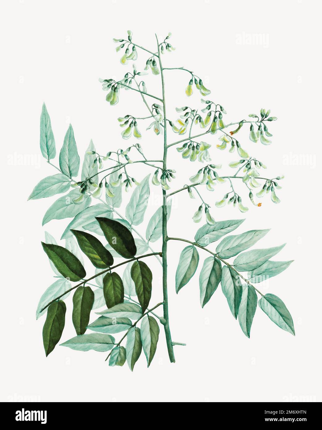 Vintage Japanese pagoda plant vector Stock Vector Image & Art - Alamy