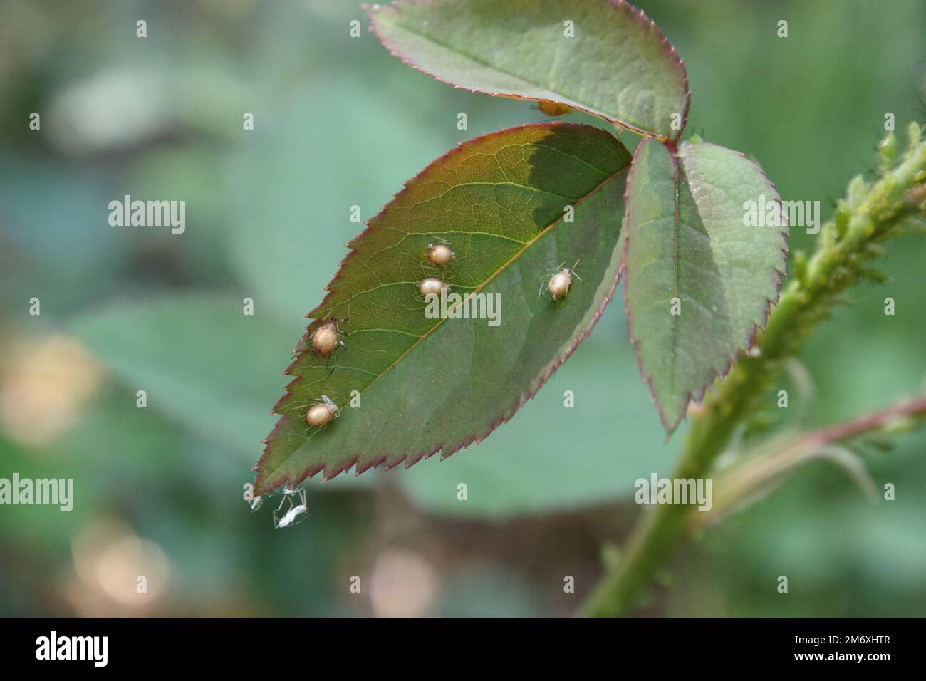 Aphid mummies(Aphidius colemani) on rose leaf Stock Photo - Alamy