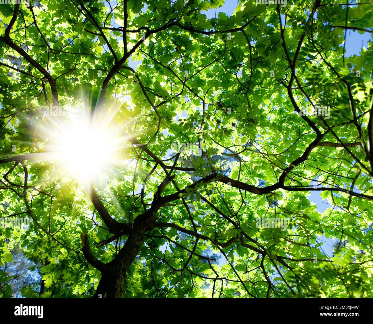 Sun light heaven oak tree hi-res stock photography and images - Alamy