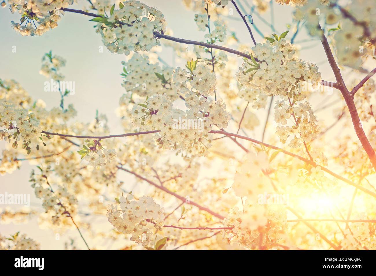 Cherry tree at sunset hi-res stock photography and images - Alamy