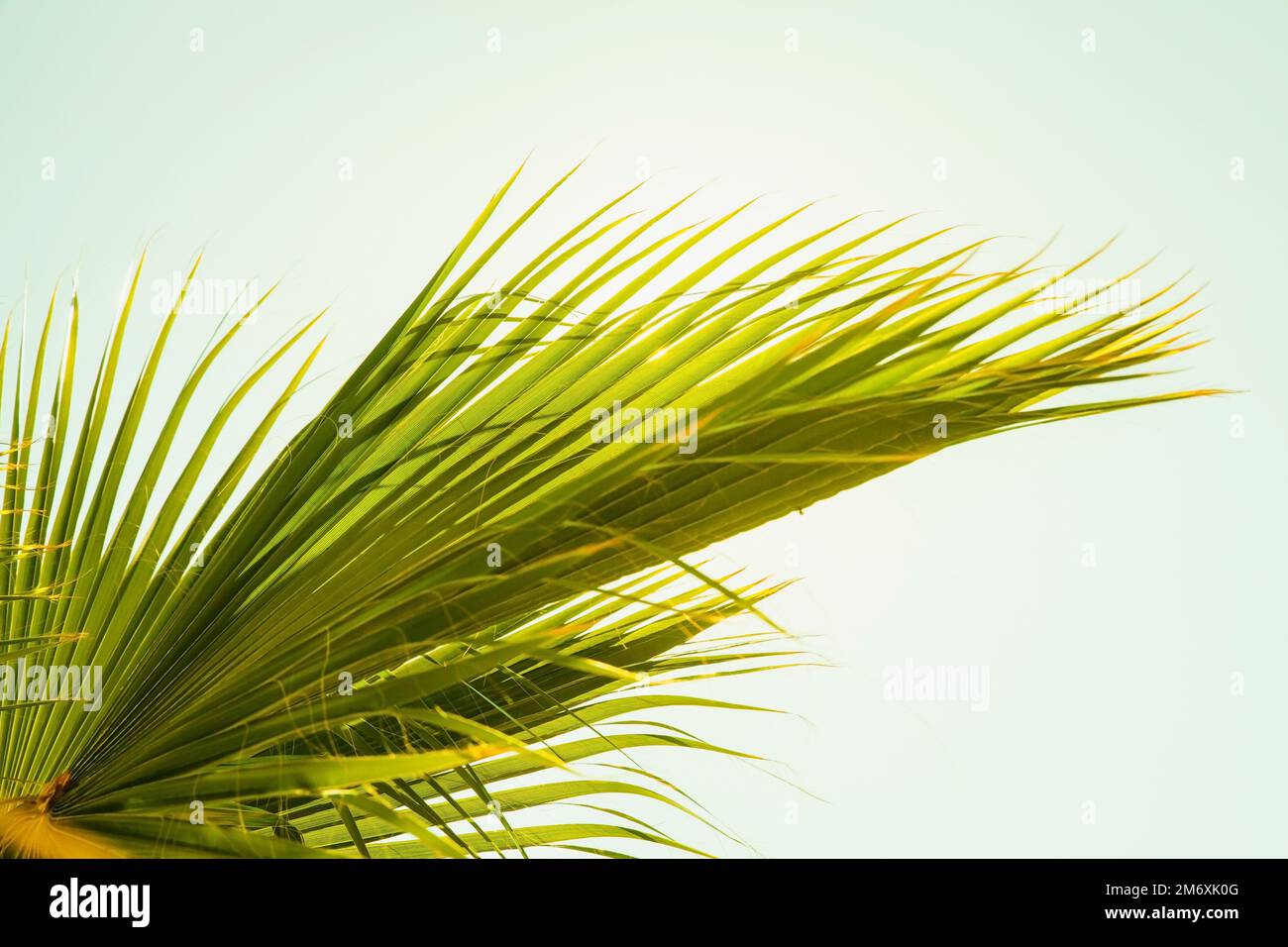 Leaves of a palm tree are under blue sky, tropical nature background ...