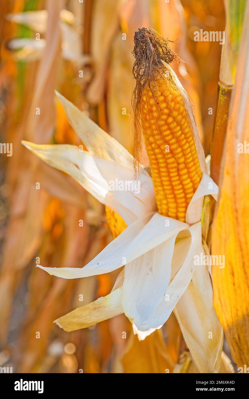 ear of corn on plant and blurred backgeound Stock Photo - Alamy