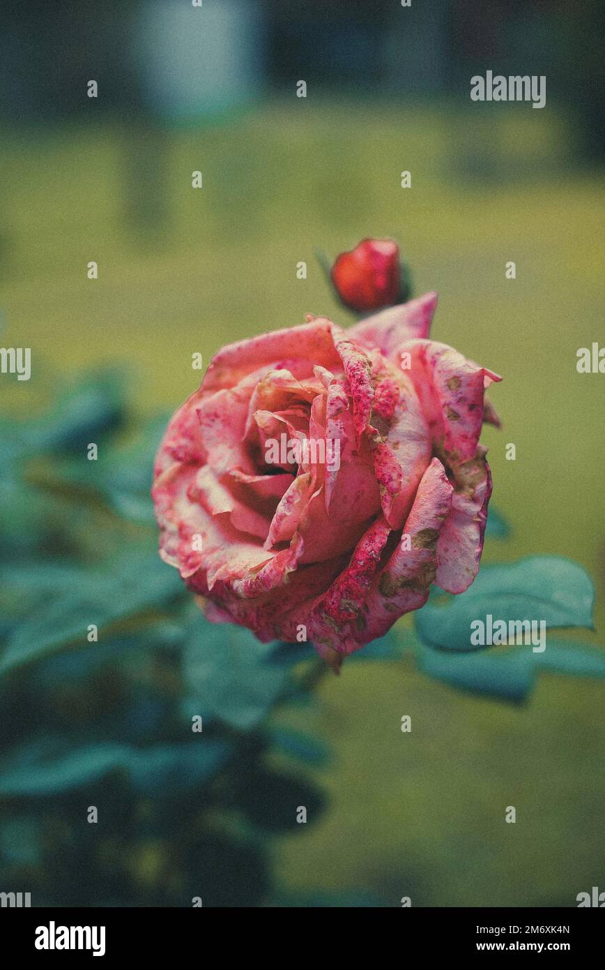 Wilting flowers garden hi-res stock photography and images - Alamy