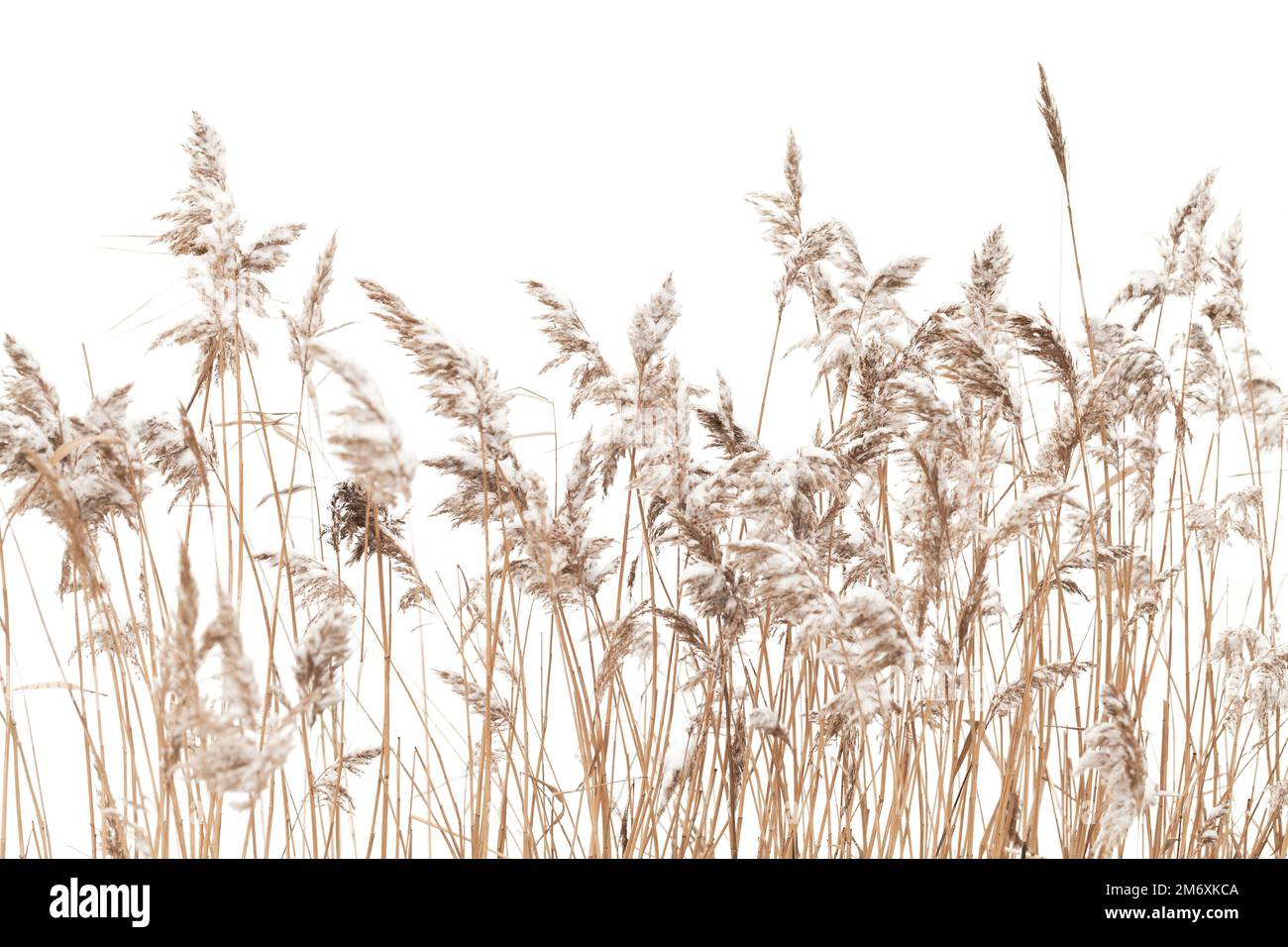 White reed hi-res stock photography and images - Alamy