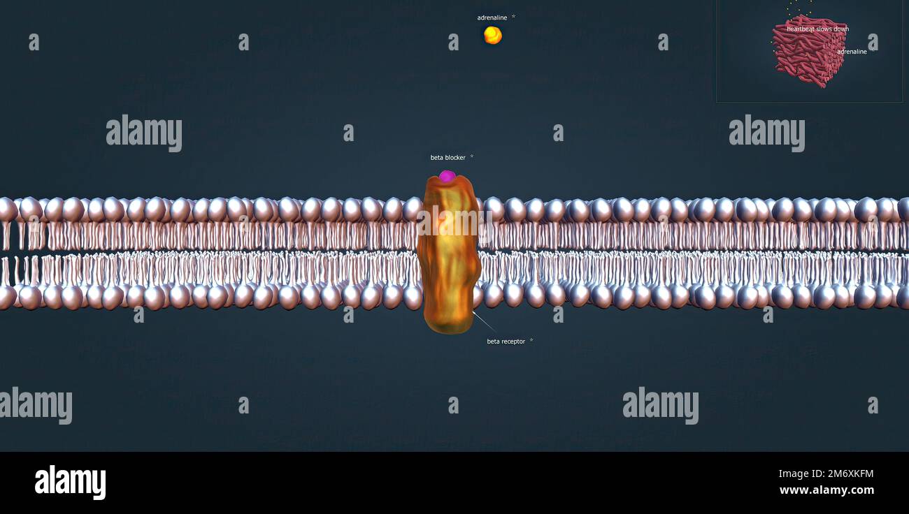 The beta 1 receptor is vital for the normal physiological function of ...