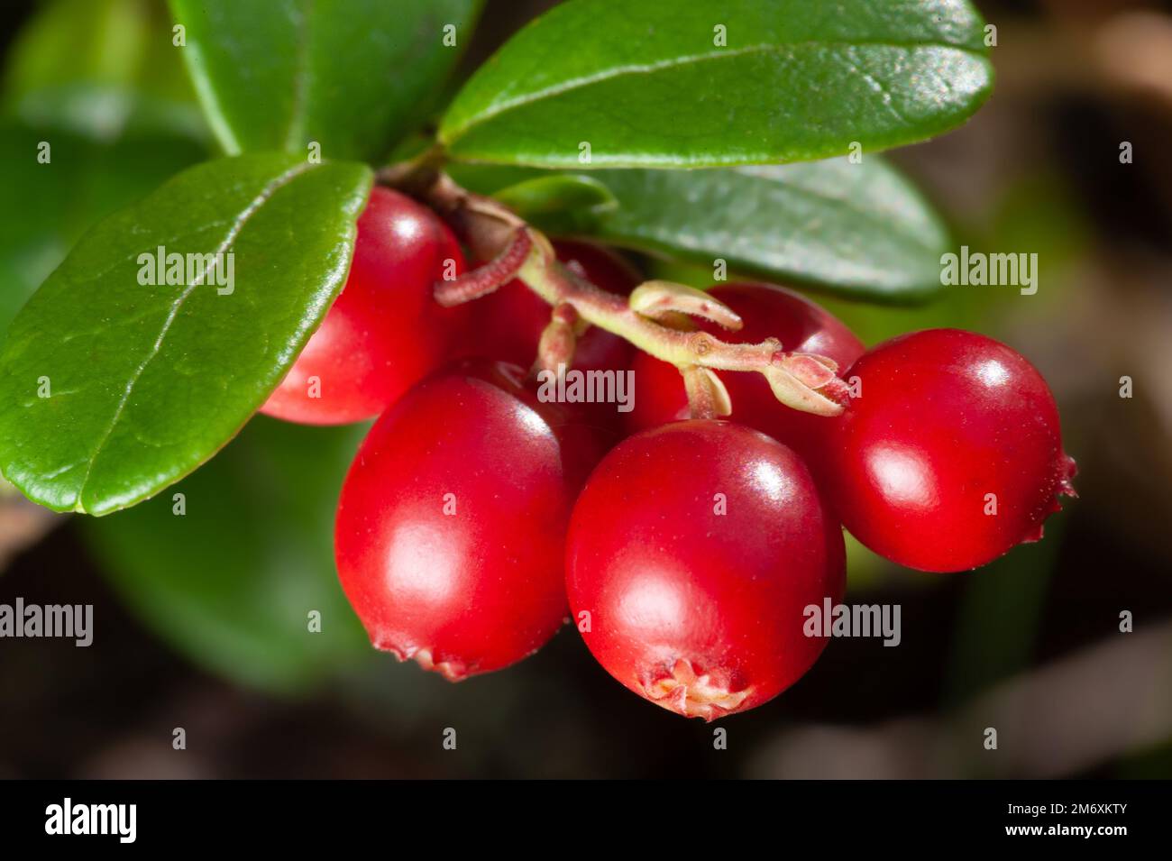 Nature of Europe - cowberry Stock Photo - Alamy