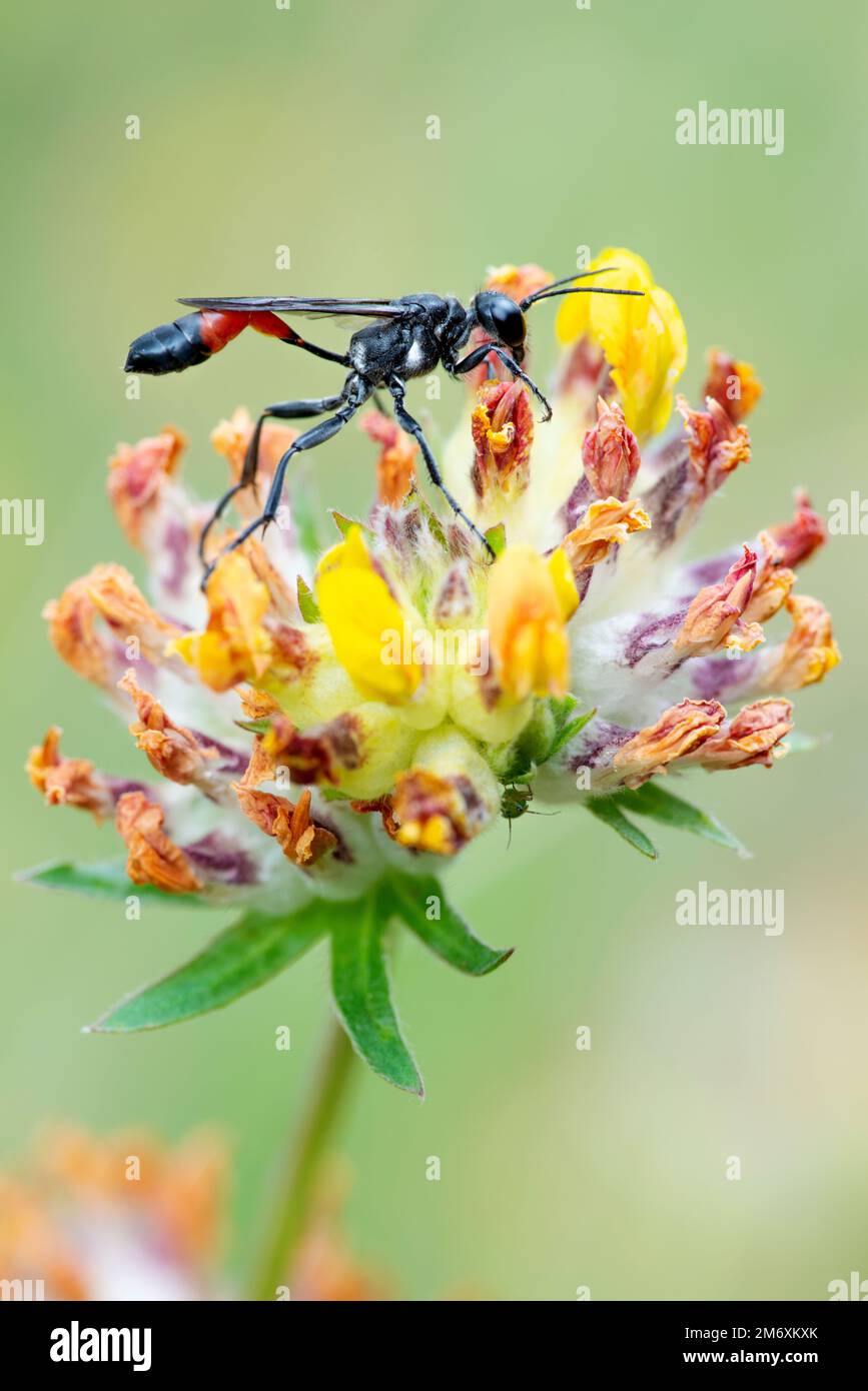 Red-banded sand wasp (Ammophila sabulosa Stock Photo - Alamy