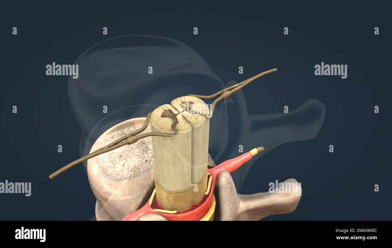 Neural canal hi-res stock photography and images - Alamy