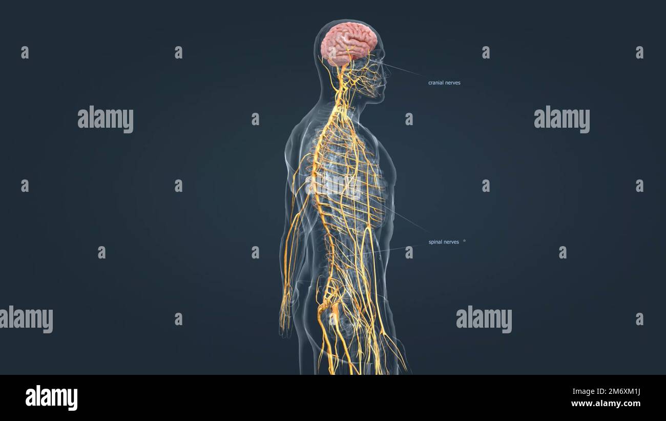 The central nervous brain spinal cord the peripheral nervous nerves hi ...