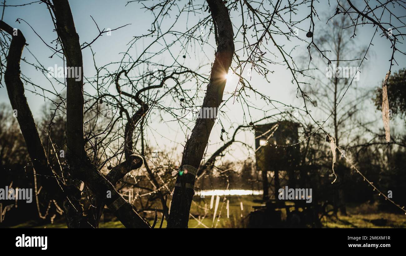 The sun shining behind the weathered branches of a tree Stock Photo - Alamy