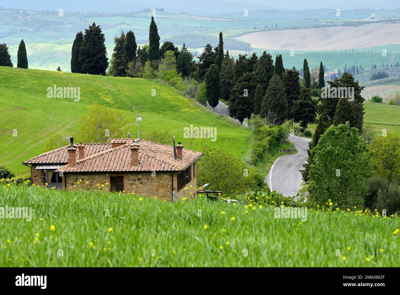 View on the traditional Tuscan farm with cypress trees alley Stock Photo - Alamy
