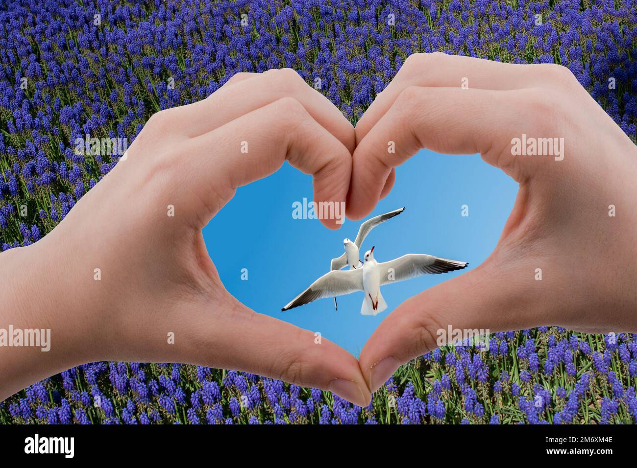 Seagulls seen behind a heart shaped hand Stock Photo - Alamy