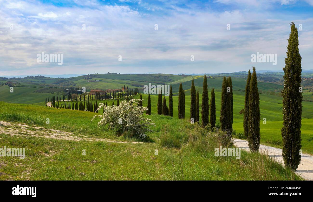View on the traditional Tuscan farm with cypress trees alley Stock ...