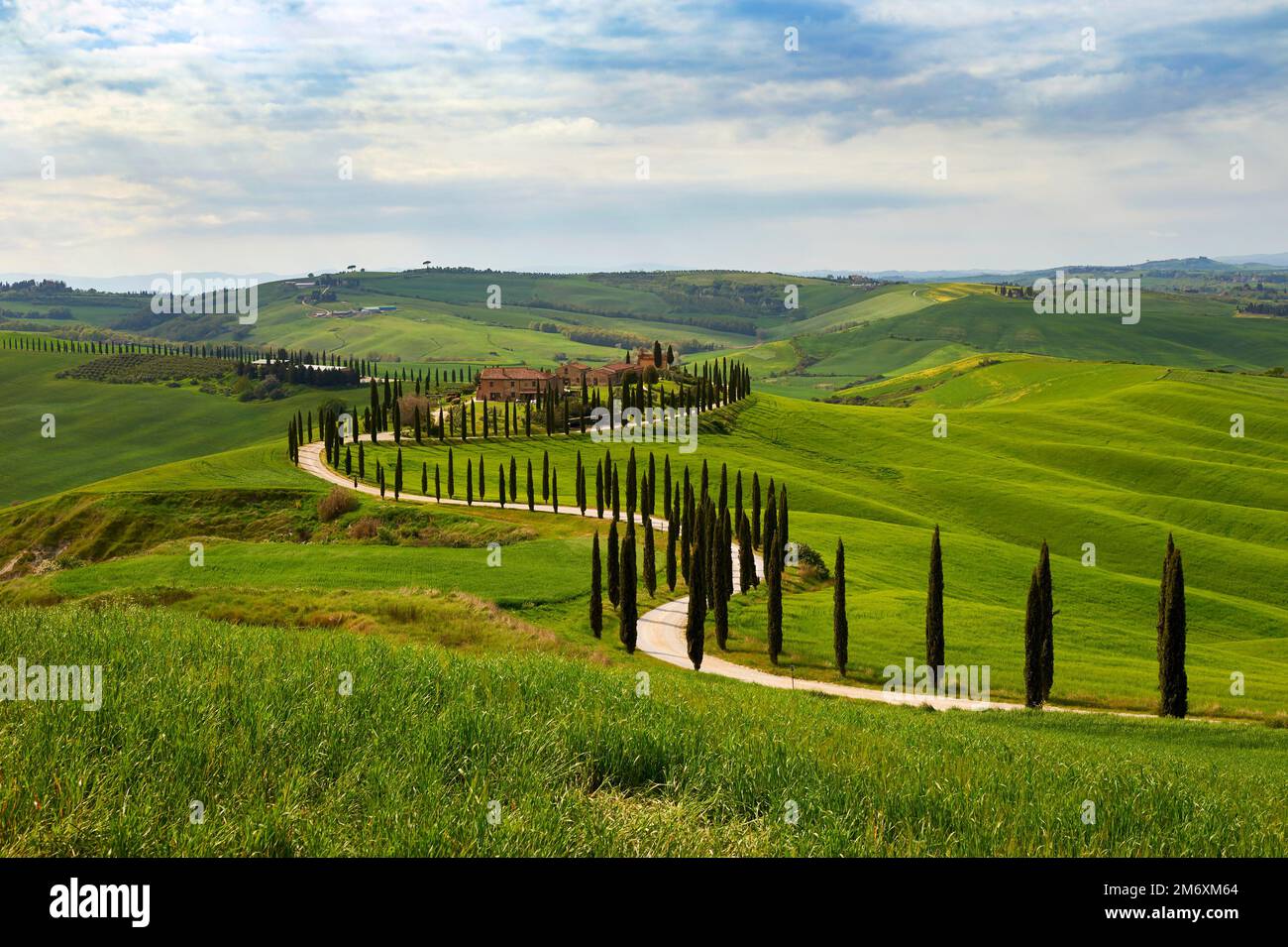 View on the traditional Tuscan farm with cypress trees alley Stock ...
