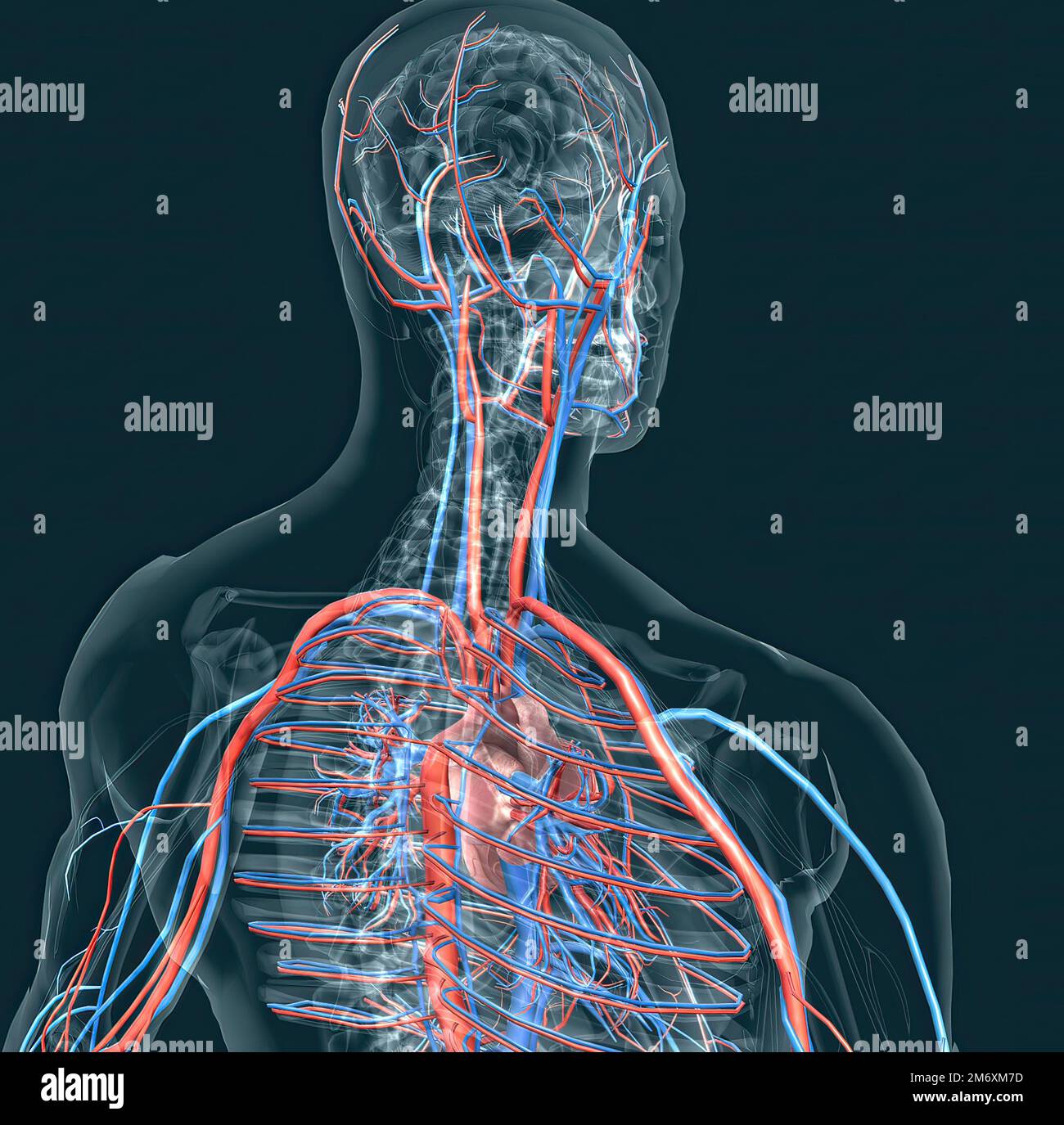 Chest blood vessels hi-res stock photography and images - Alamy