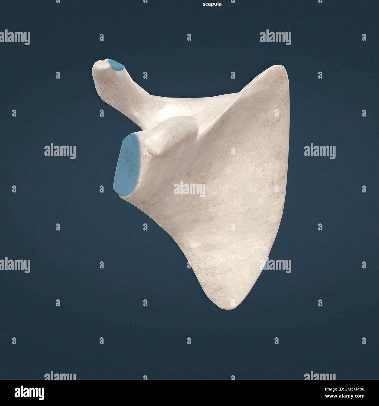 Shoulder anatomy posterior view hi-res stock photography and images - Alamy