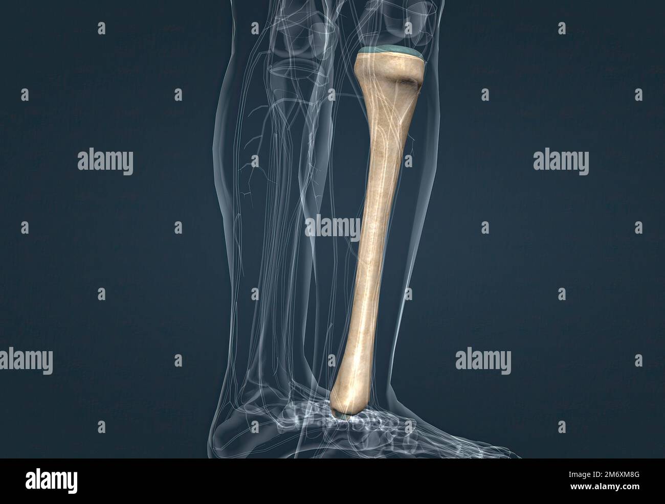 Tibia bone hi-res stock photography and images - Alamy