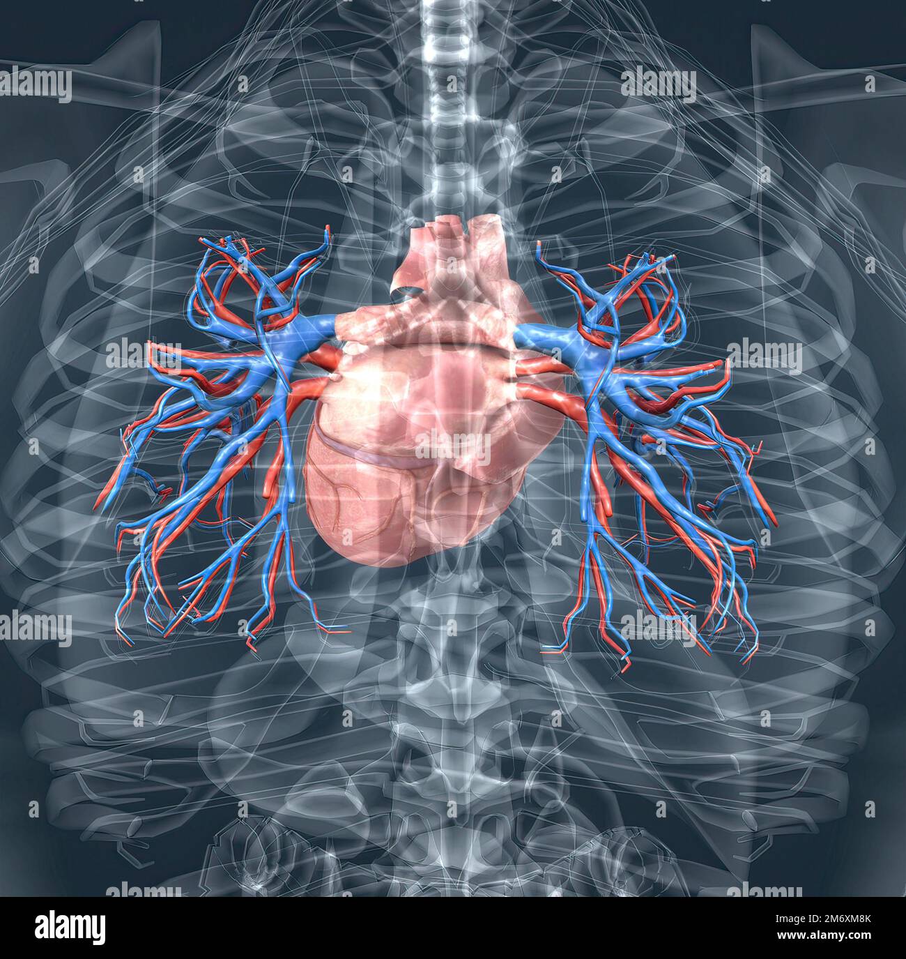Arteries and blood vessels hi-res stock photography and images - Alamy