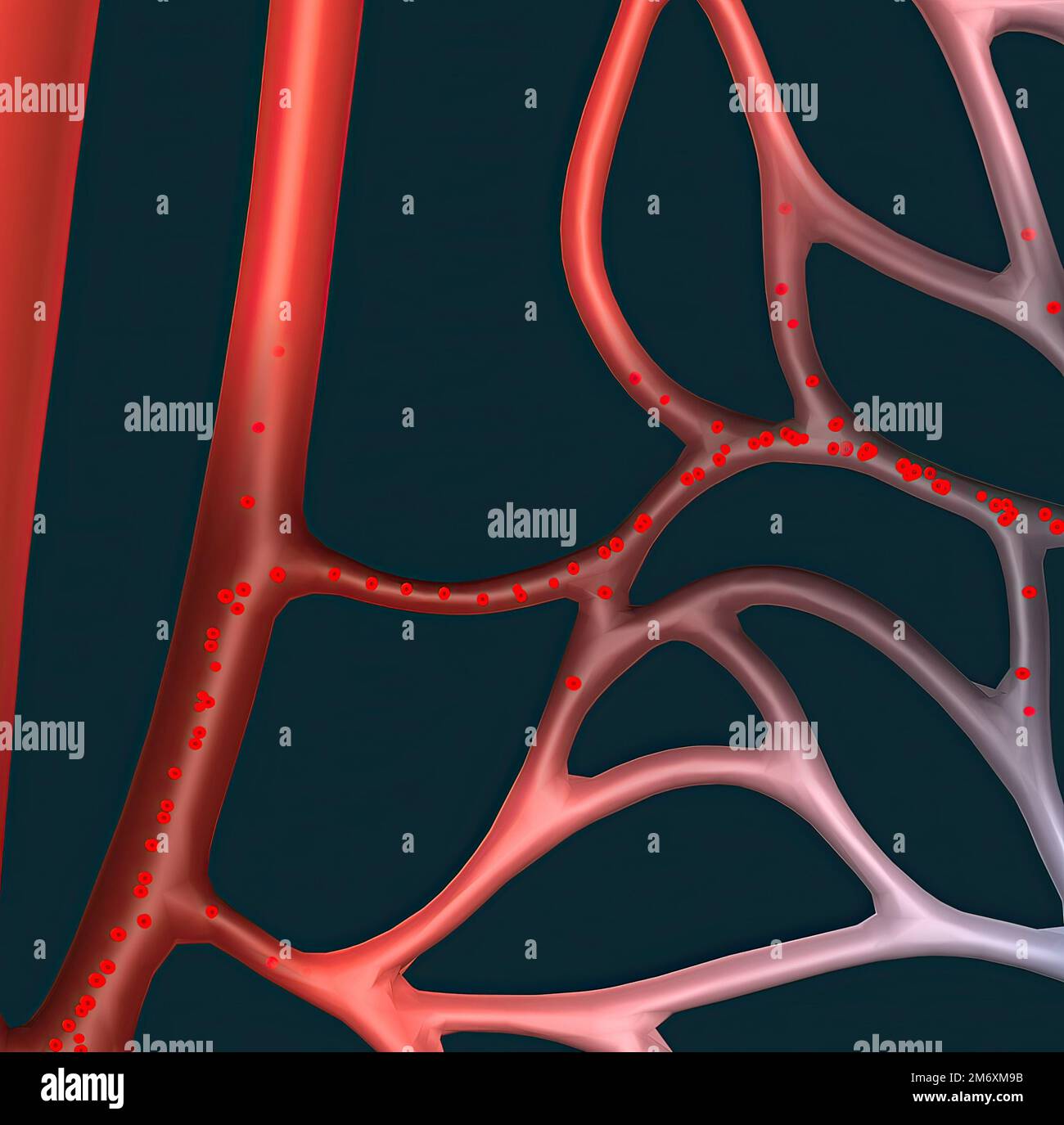 Human blood vessels body hi-res stock photography and images - Alamy