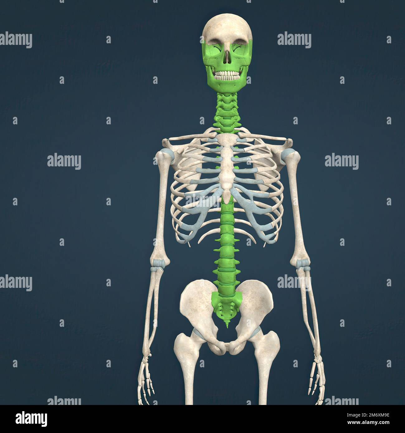 Tubular skull hi-res stock photography and images - Alamy