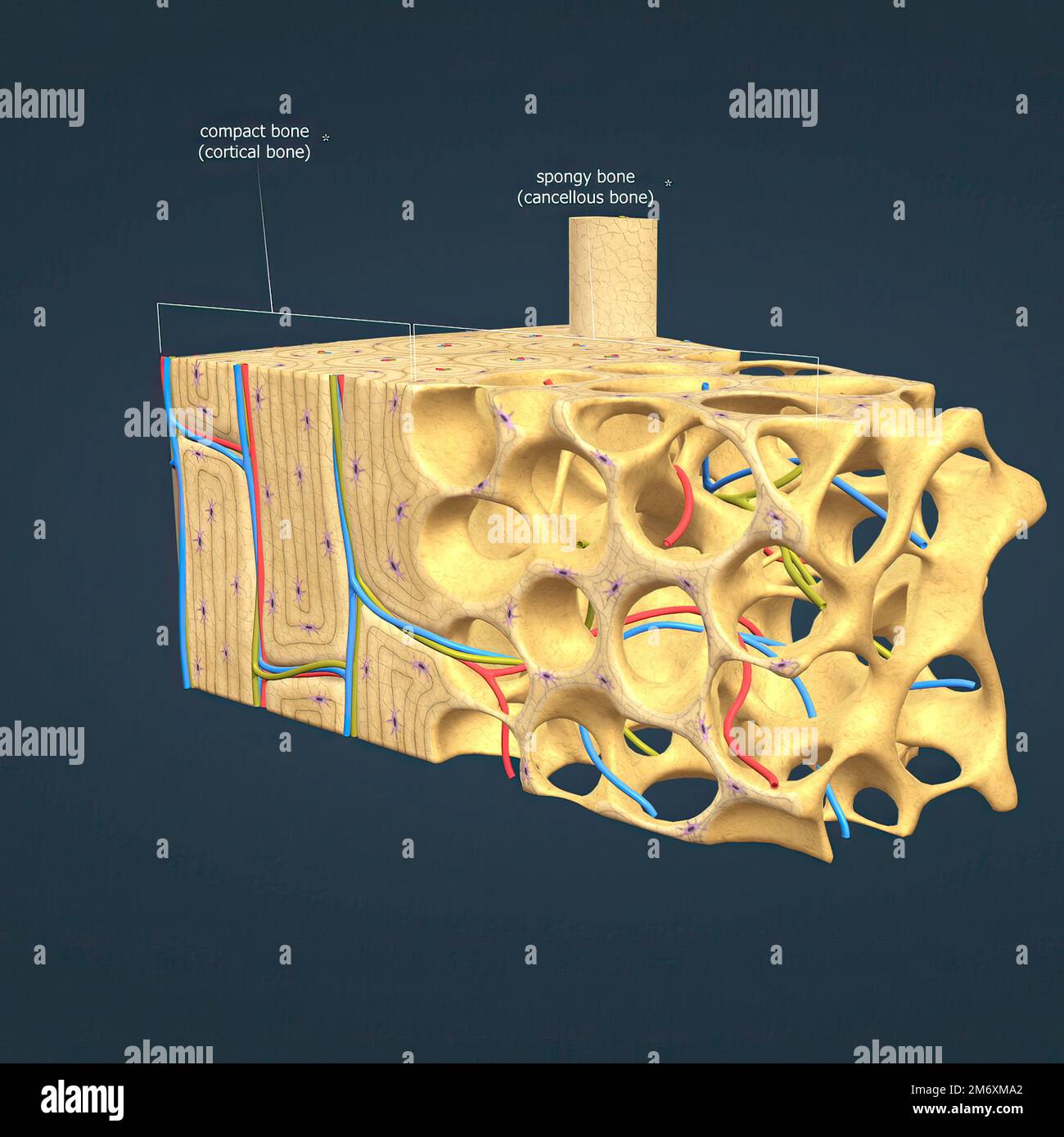 Tubular skull hi-res stock photography and images - Alamy