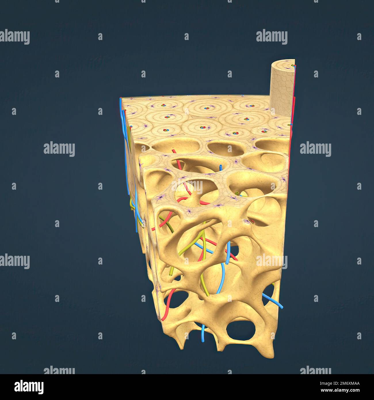 Microscopic anatomy hi-res stock photography and images - Alamy