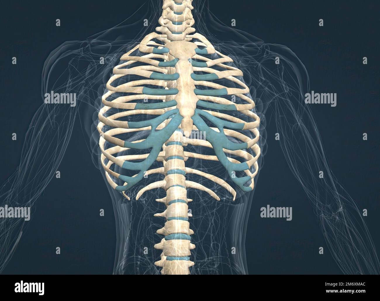 Rib fracture hi-res stock photography and images - Alamy