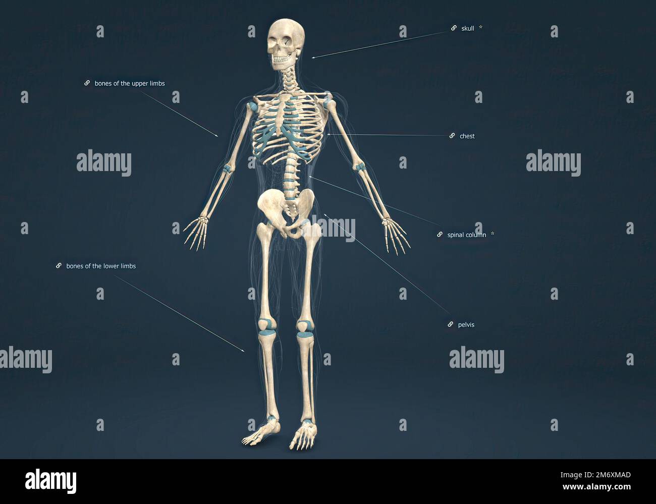 Doctor human body hi-res stock photography and images - Alamy