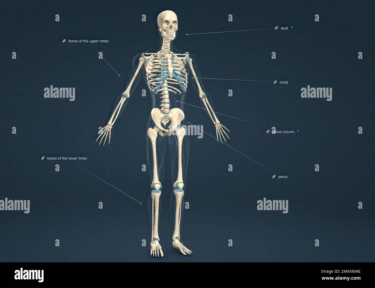 Doctor human body hi-res stock photography and images - Alamy