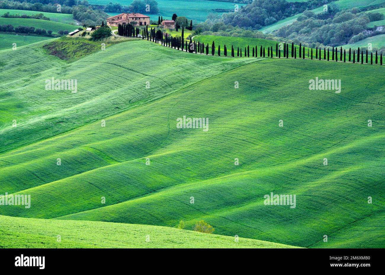 View on the traditional Tuscan farm with cypress trees alley Stock Photo - Alamy