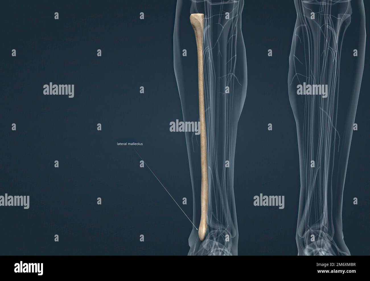 Bones of the arm from the hand to the scapula hi-res stock photography ...