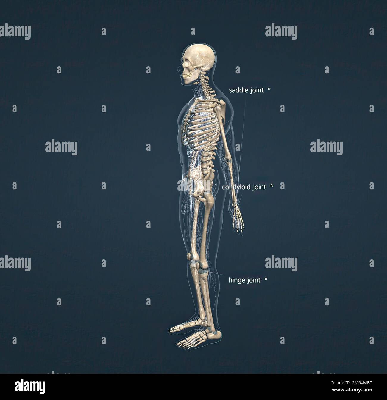 Bones and joints hi-res stock photography and images - Alamy
