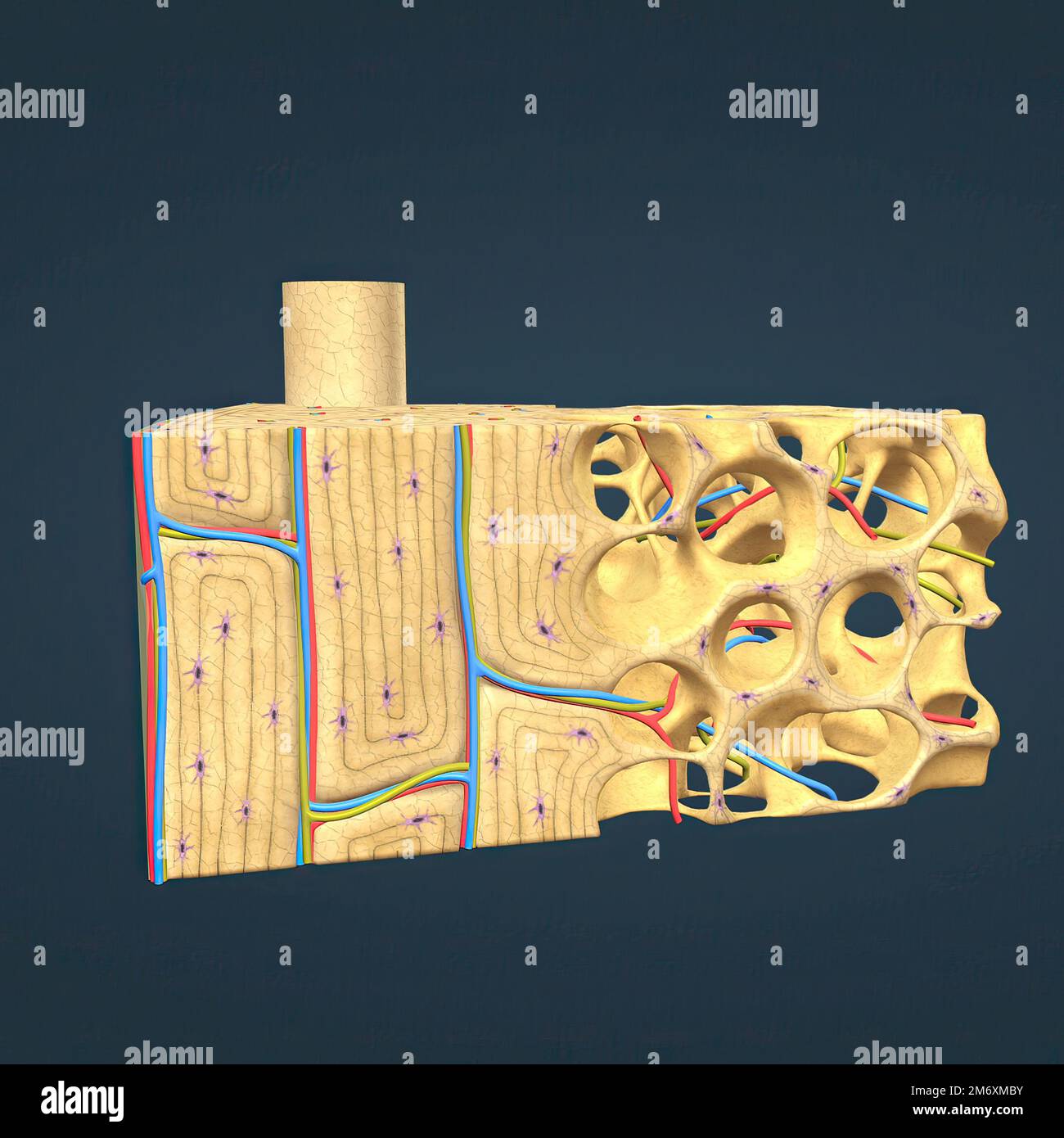 Bone with bone marrow hi-res stock photography and images - Alamy