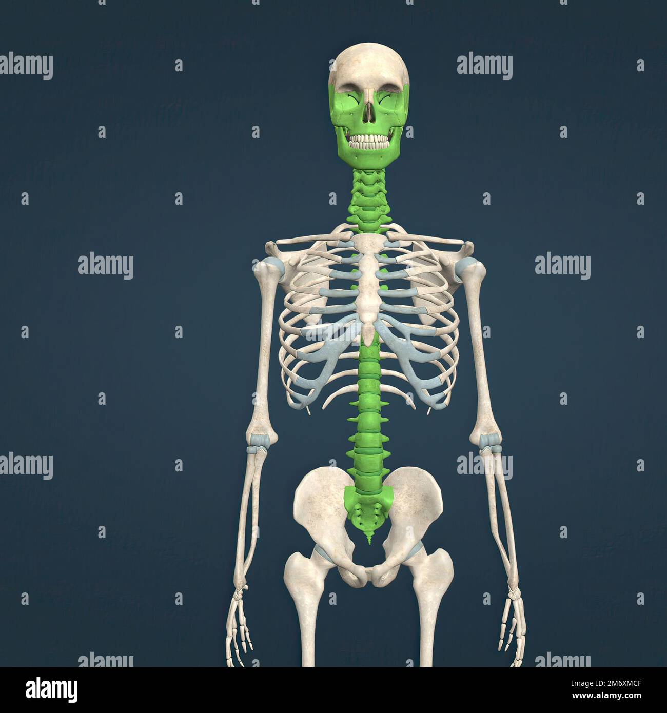 Skeleton face hi-res stock photography and images - Alamy