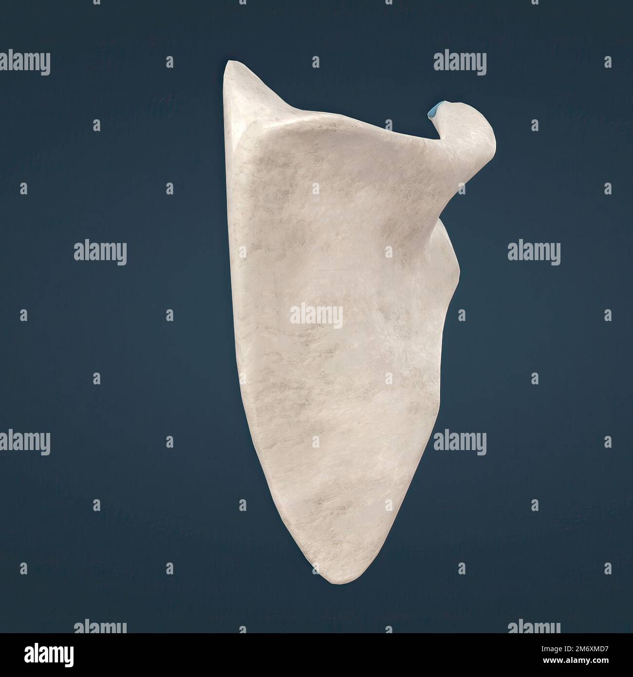 Shoulder anatomy posterior view hi-res stock photography and images - Alamy