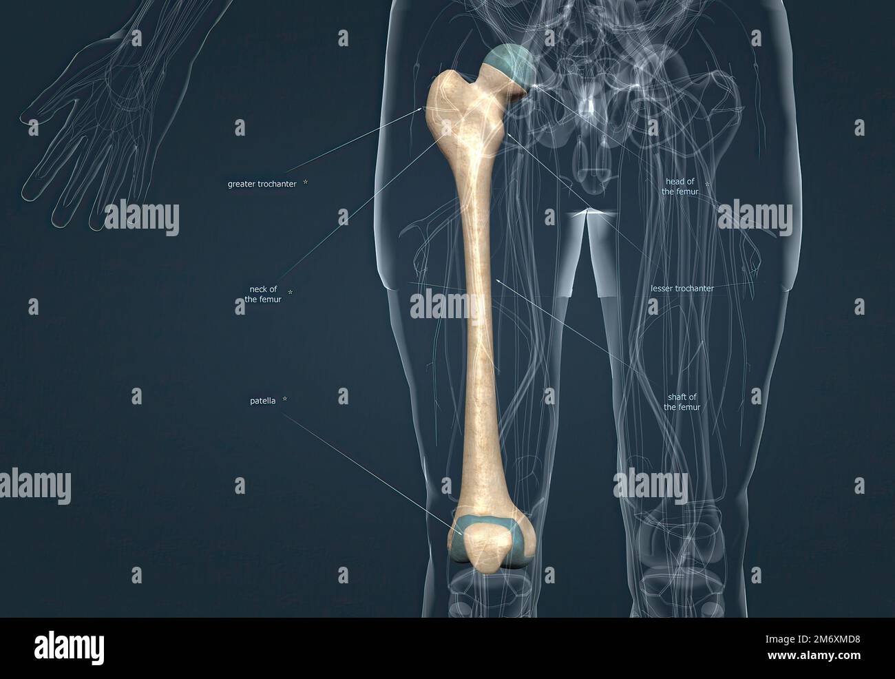 Human patella hi-res stock photography and images - Alamy