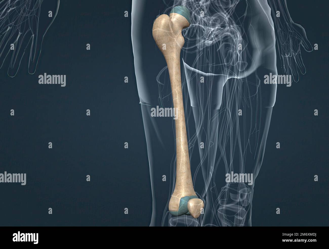 Anterior forearm bone hi-res stock photography and images - Alamy