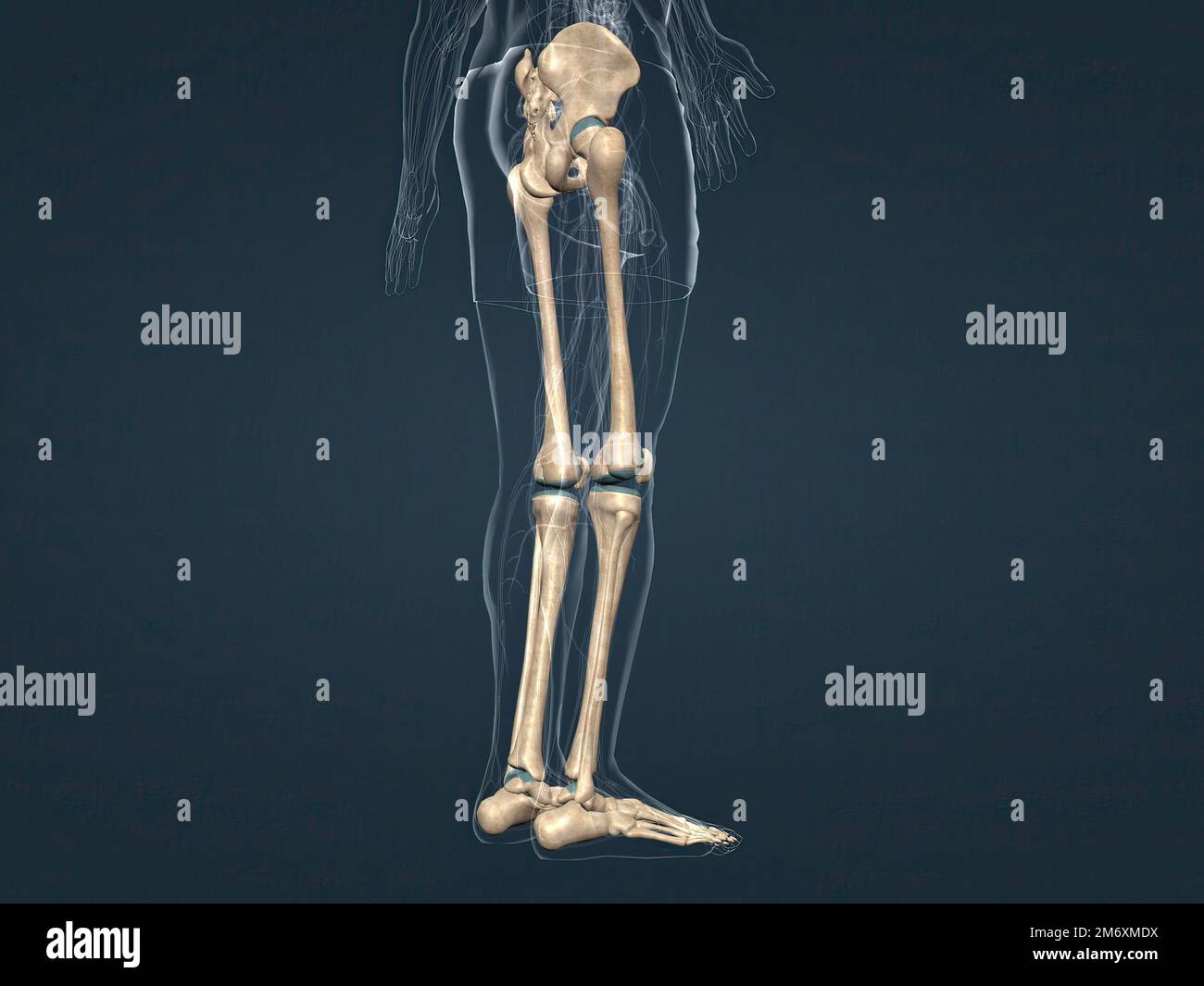 Muscle tissue, legs hi-res stock photography and images - Alamy