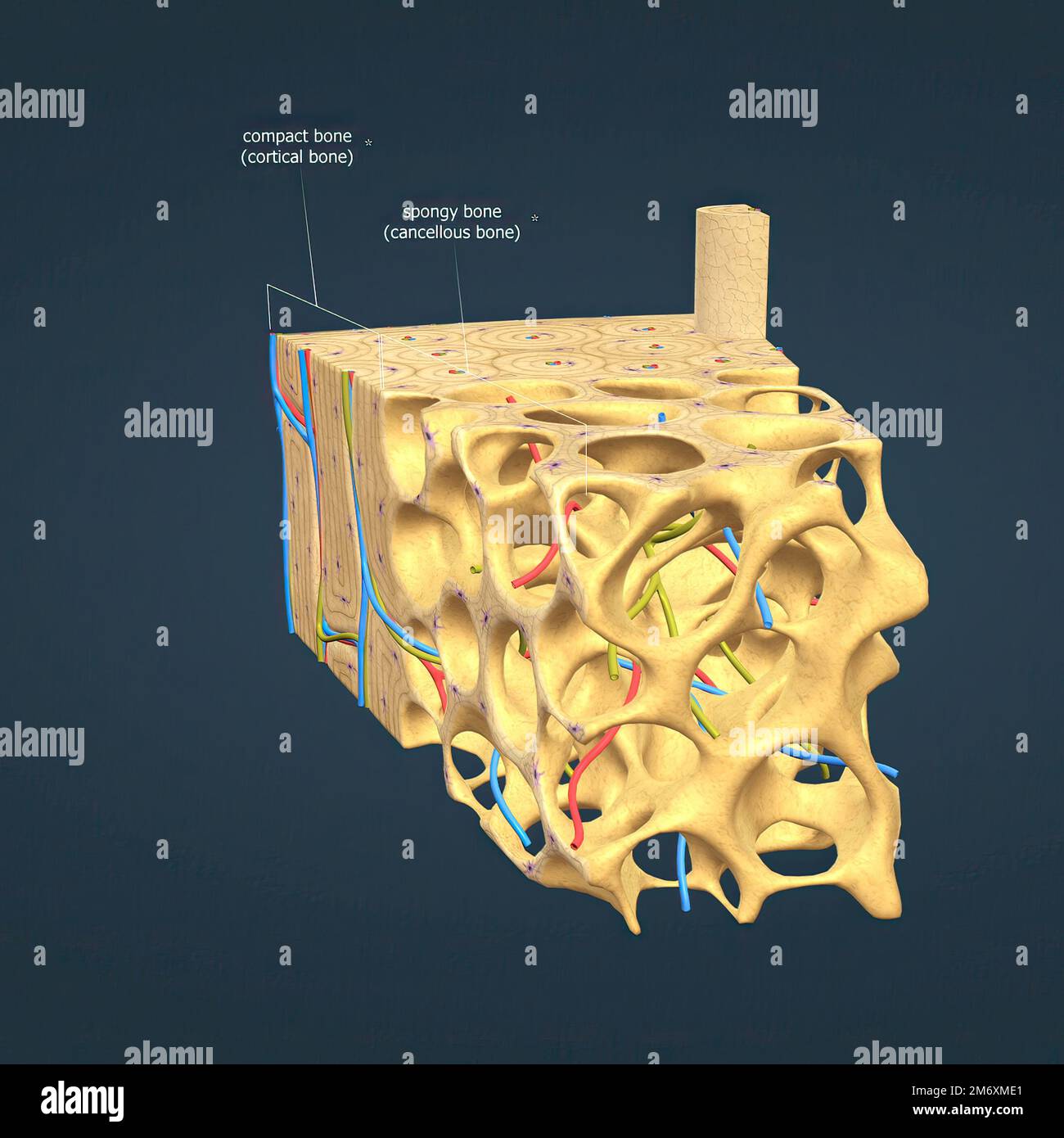 Tubular skull hi-res stock photography and images - Alamy