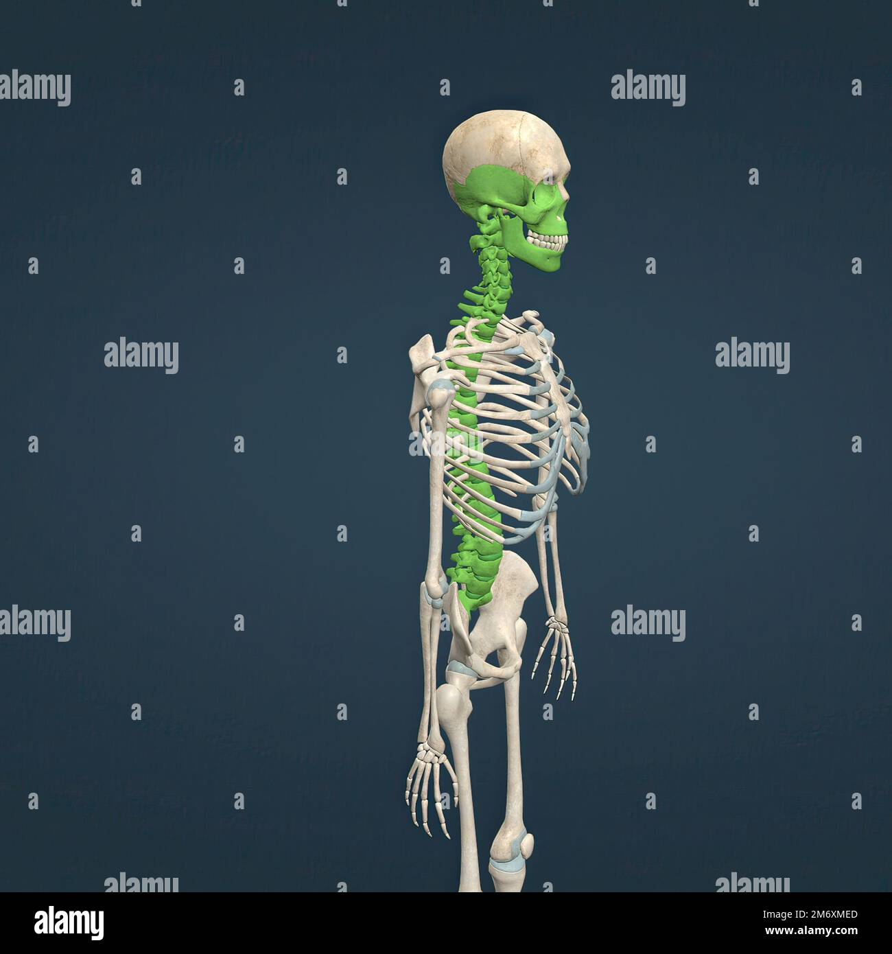 Tubular skull hi-res stock photography and images - Alamy