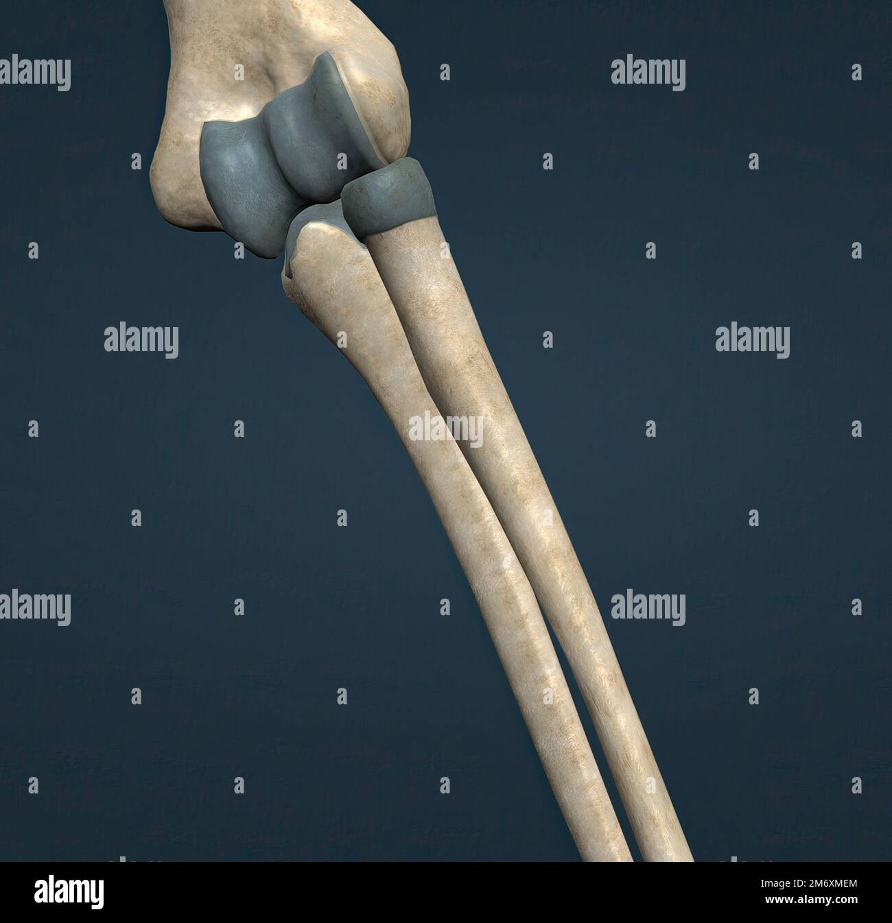 Human skeleton arm elbow anatomy hi-res stock photography and images ...