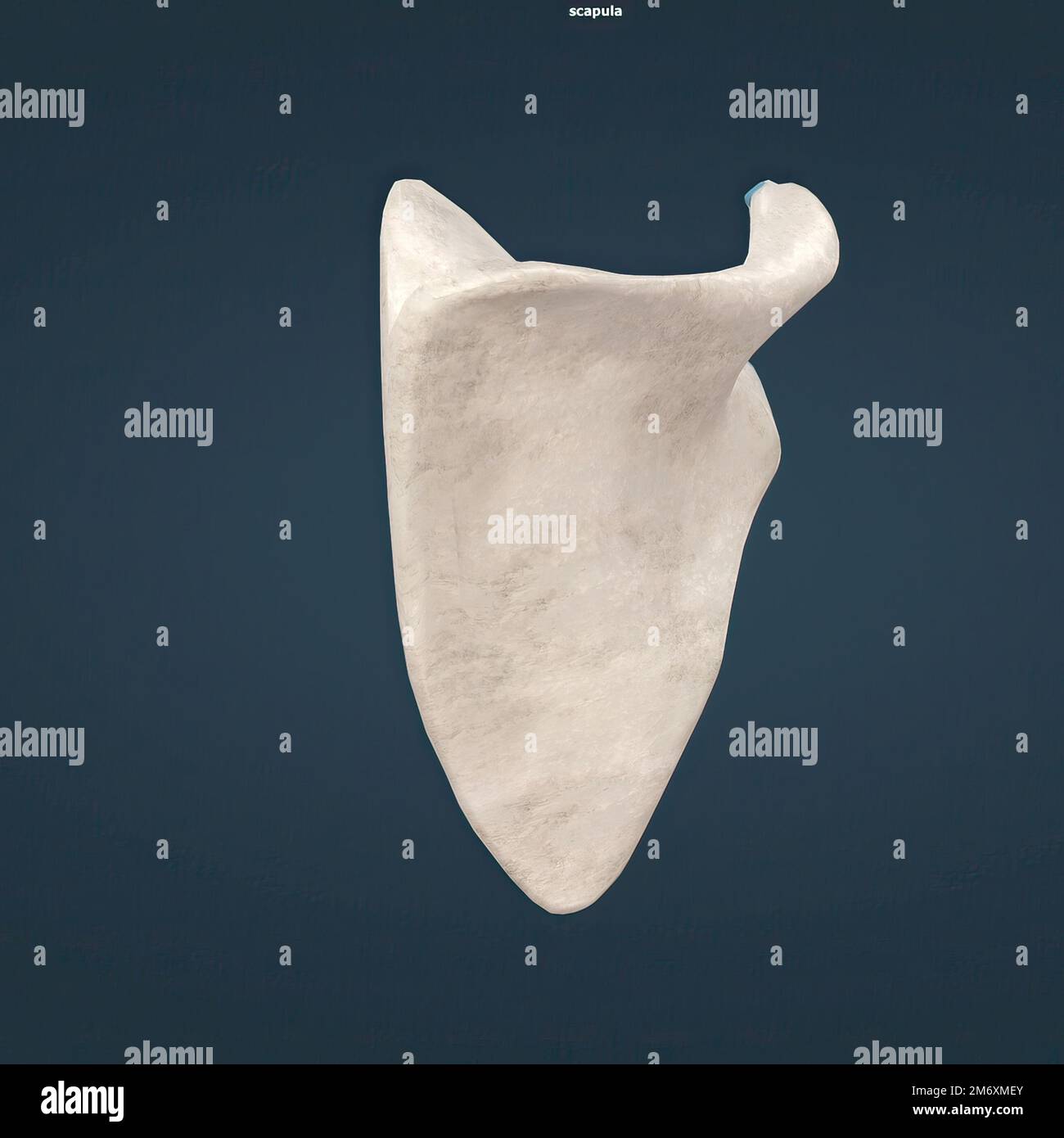 Shoulder anatomy posterior view hi-res stock photography and images - Alamy