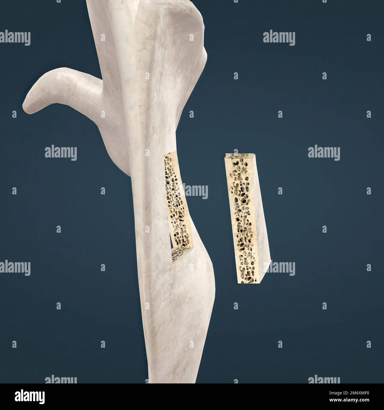 Tubular skull hi-res stock photography and images - Alamy