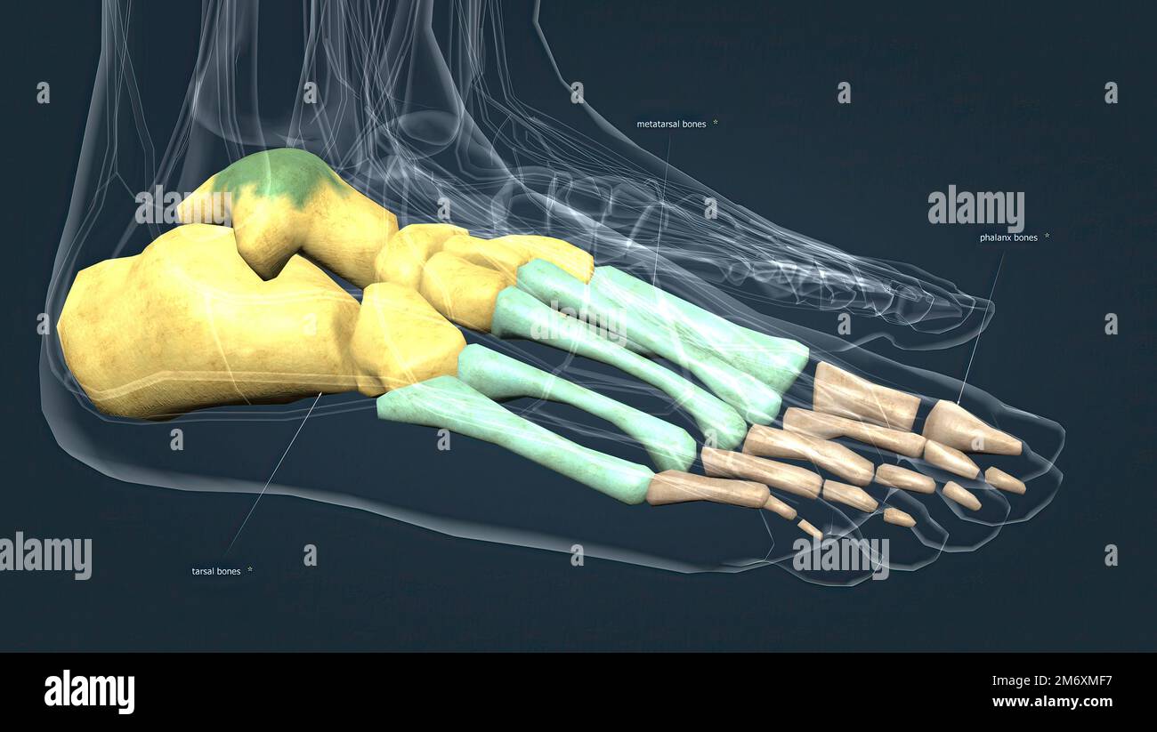 Bones forearm hi-res stock photography and images - Alamy