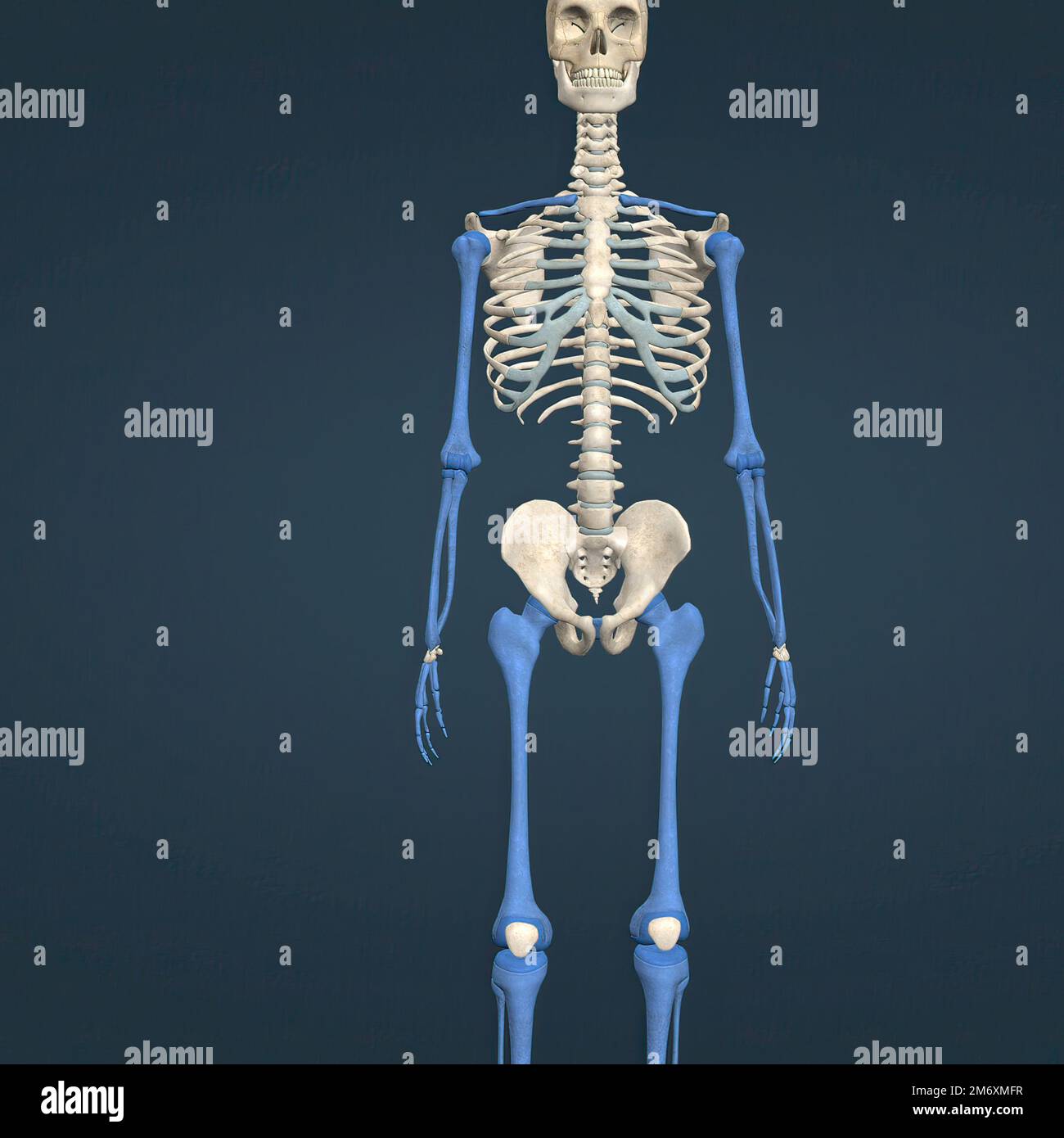 Shaft of humerus hi-res stock photography and images - Alamy